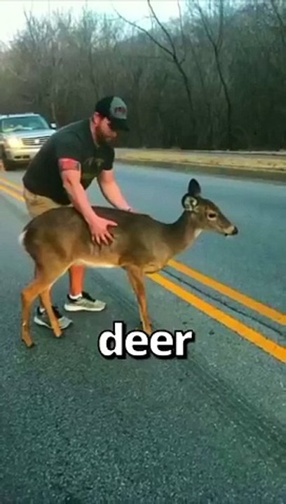 HE_Saved_This_Scared_DEER__|_Wholesome_Moments(360p) - video Dailymotion