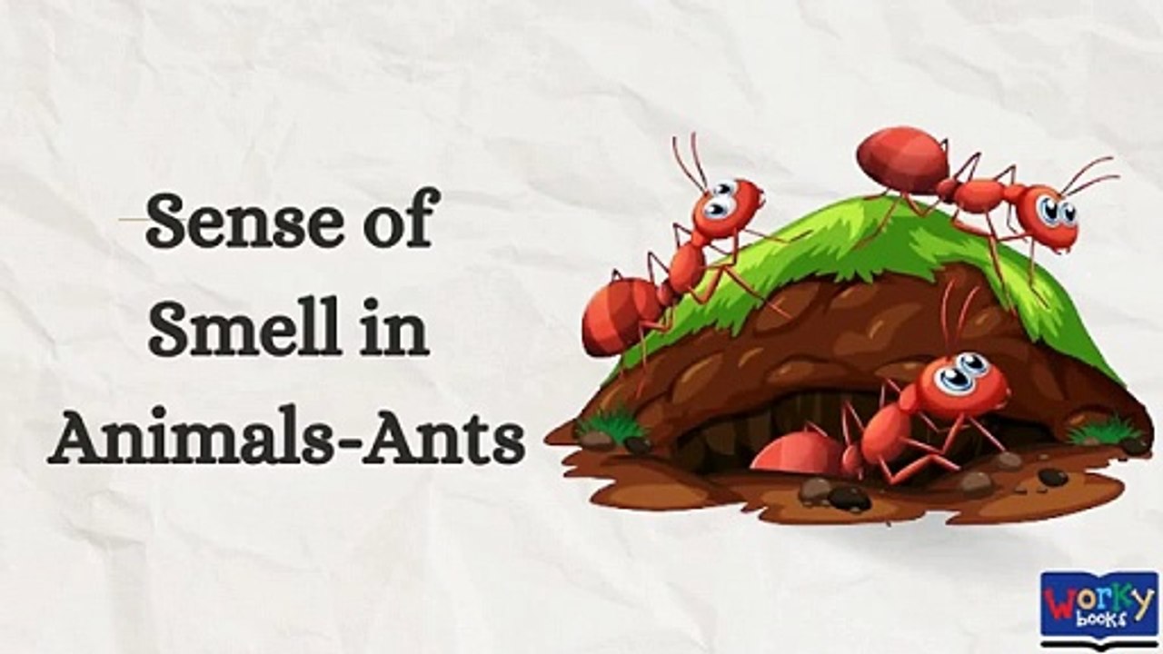 Sense of Smell in Animals- Ants - video Dailymotion