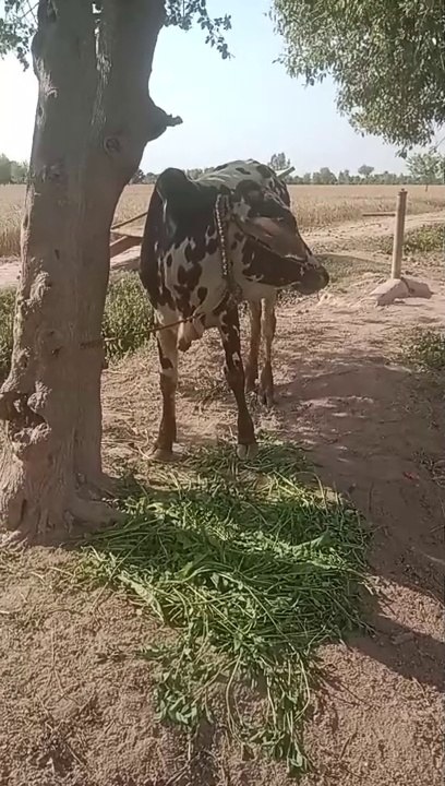 M.Ali Abdullah Rizwan Ch - video Dailymotion