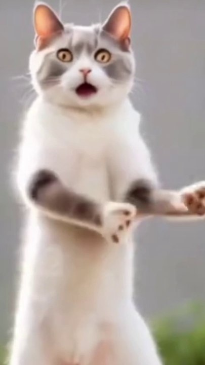 Dancing cat | cute cat | cute kitten | meaw | meow | Try not to laugh ...
