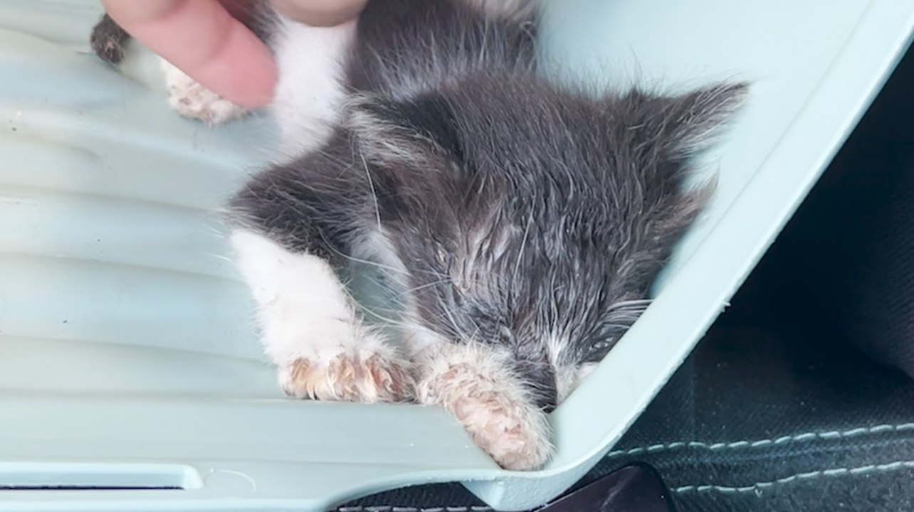 Tiny Half-Dead Kitten Makes A Major Comeback - video Dailymotion