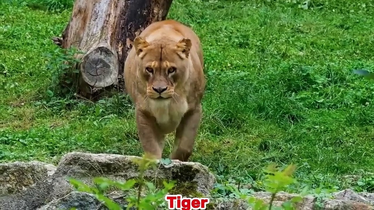 Animal Sounds | Cat |Dog | Horse - video Dailymotion