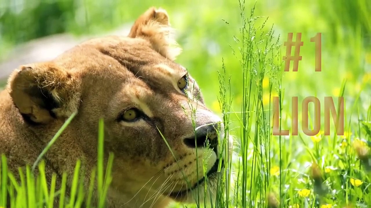 TOP 10 WILD ANIMALS - 4K - PEACEFUL ANIMALS MUST WATCH - video Dailymotion