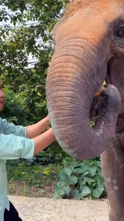 Elephant frndly mild Animals - video Dailymotion