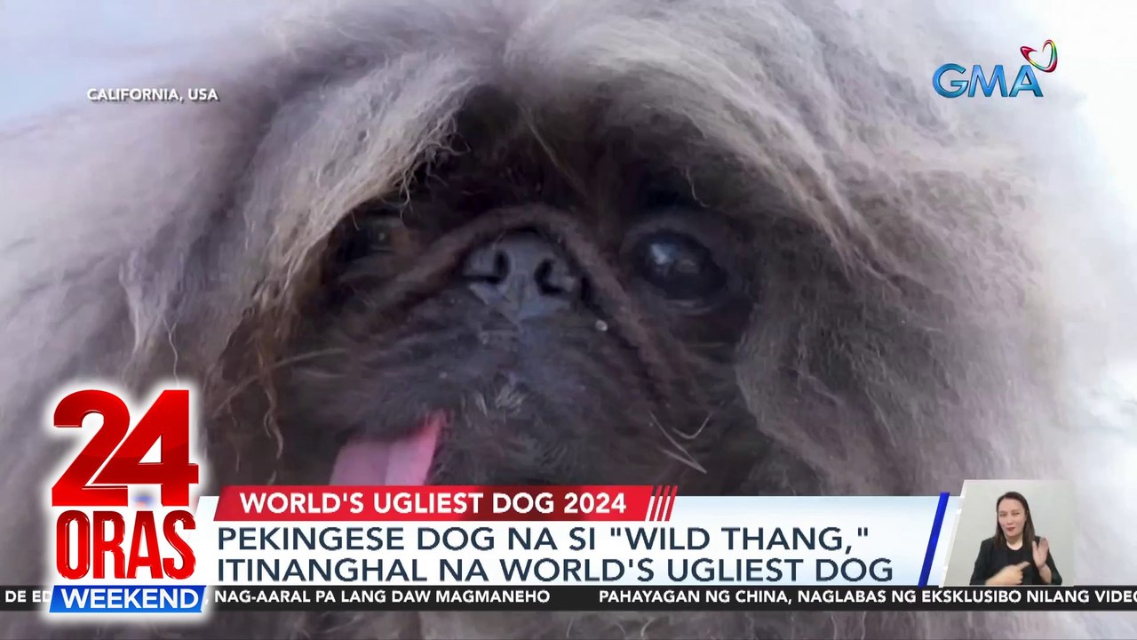 Pekingese dog na si "Wild Thang," itinanghal na world's ugliest dog ...