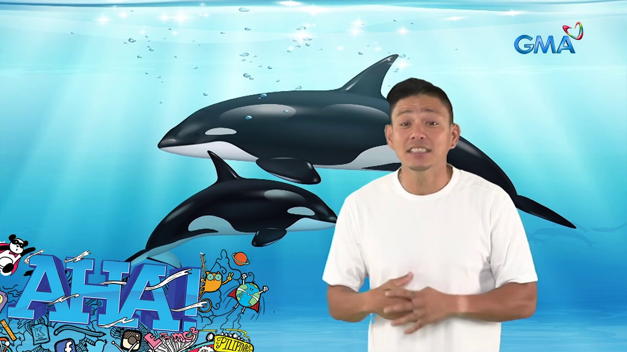 The AHA ‘Bakit List’ - Animals Edition | AHA! - video Dailymotion
