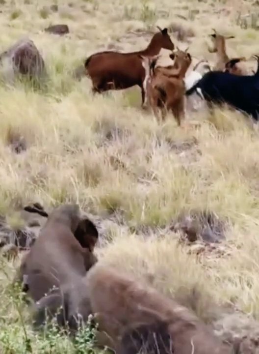 Komodo eat goat - video Dailymotion