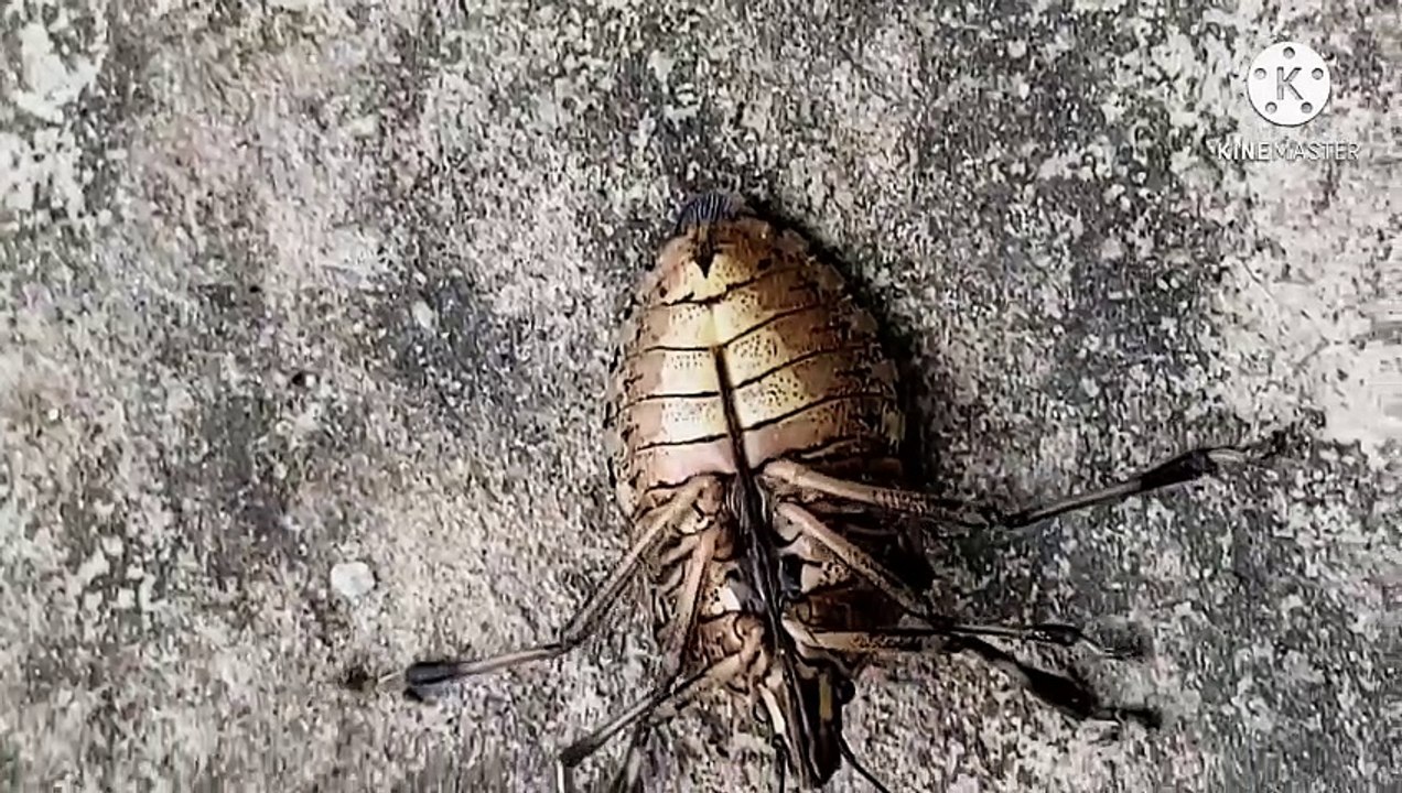 Beetle | Paltu ram palt gya | #insects | kide | beetle - video Dailymotion