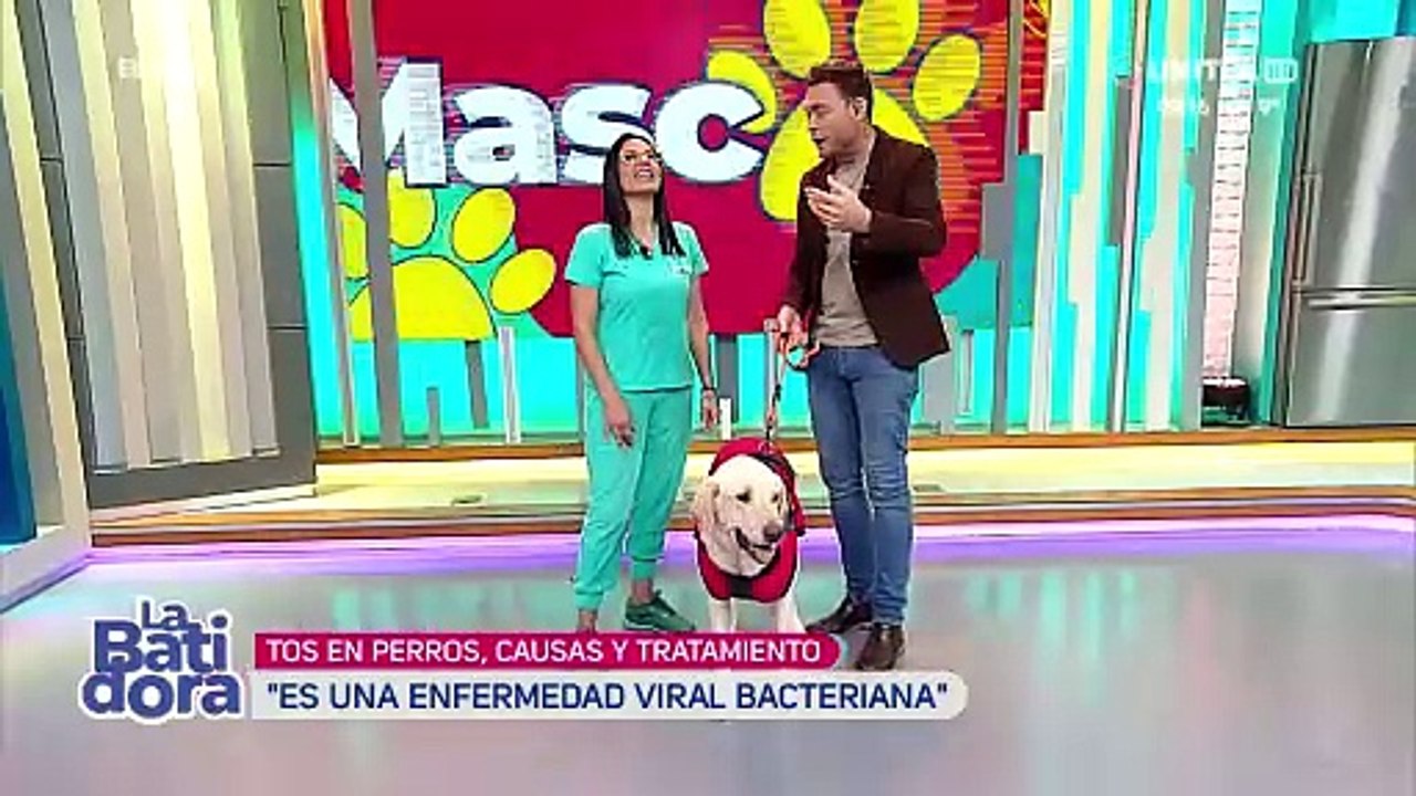 Tos perruna, un mal que se puede prevenir - Vídeo Dailymotion