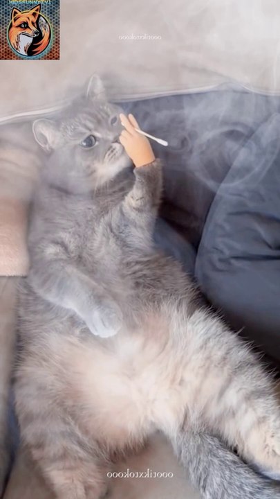 Cat Smoking Cigarette| Funny Cat 2024| - video Dailymotion