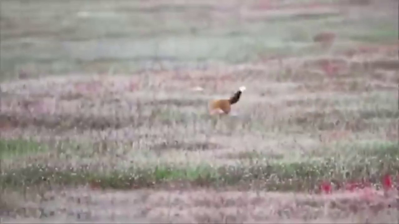 35 Times Animals Messed With The Wrong Opponent ! - video Dailymotion