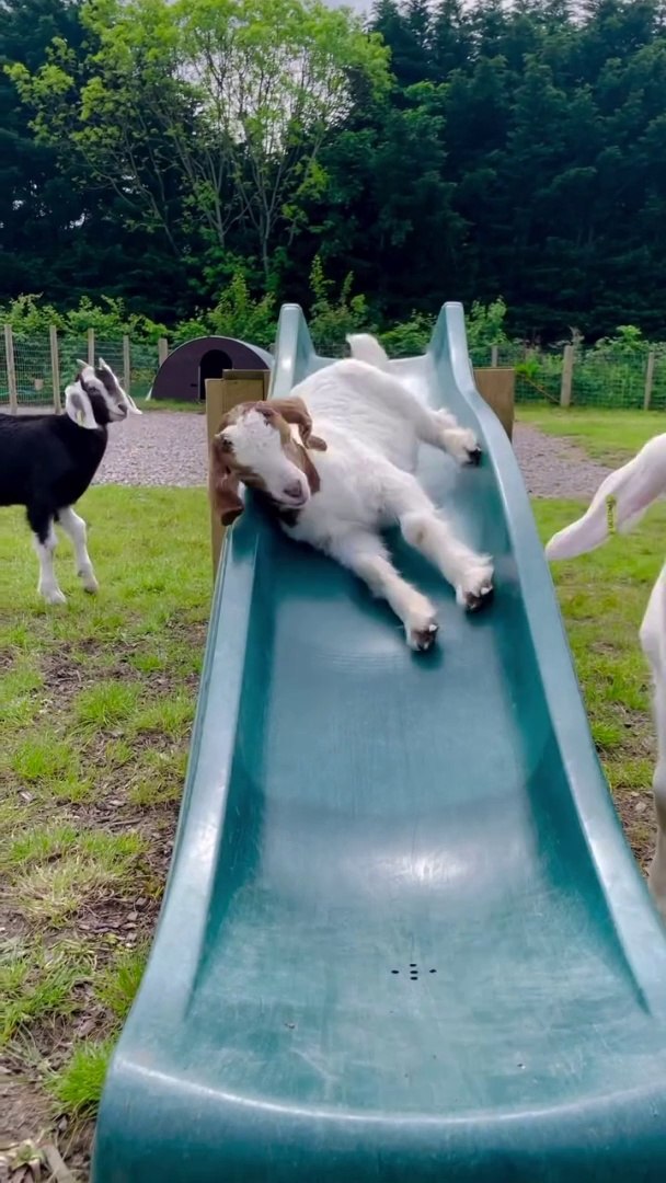 Slide Ranch Goats Slide Ranch Hipcamp In Muir Beach, California