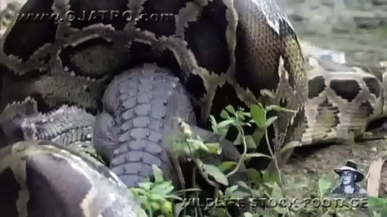 Python eats Alligator 02, Time Lapse Speed x6 - video Dailymotion