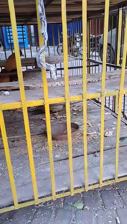 Coco lover | life of ashal - video Dailymotion