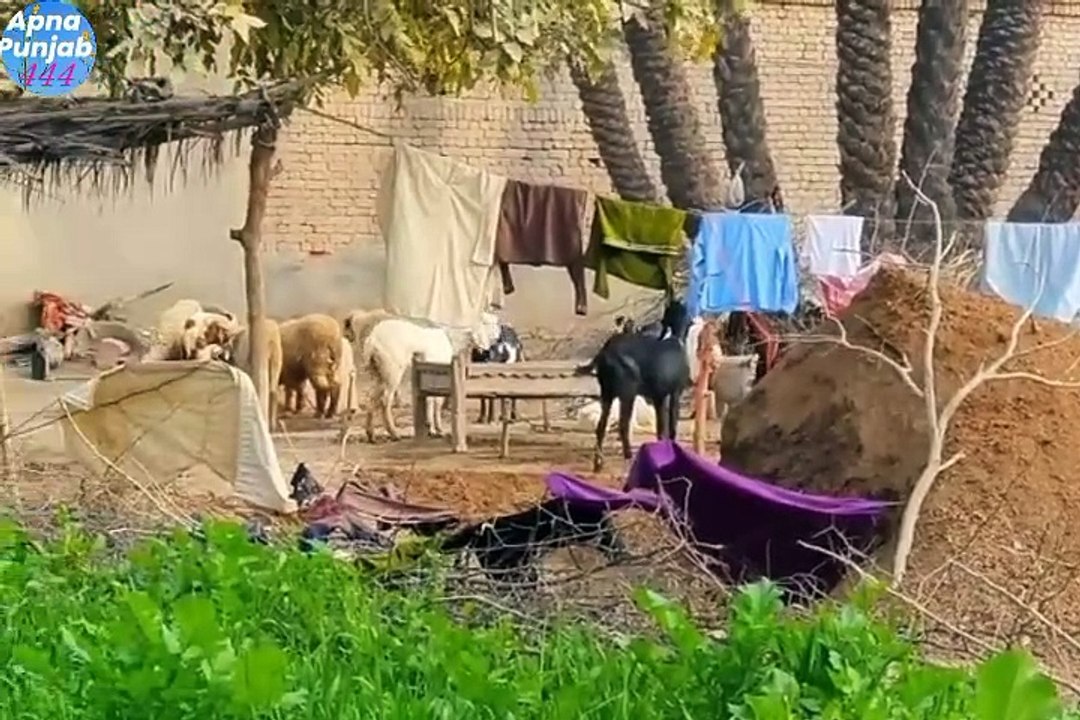 Punjab dey pind village vlog gaon ka khoobsurat manzar dehat ke Zindagi ...