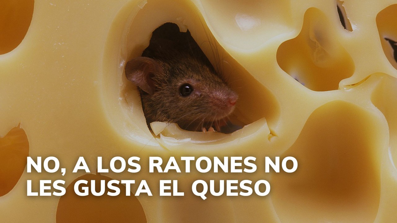 No, a los ratones no les gusta el queso - Vídeo Dailymotion