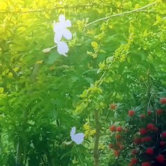 flower video 1 by New nature one - Dailymotion