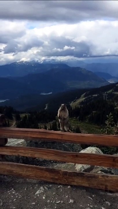 Marmot Screaming - video Dailymotion