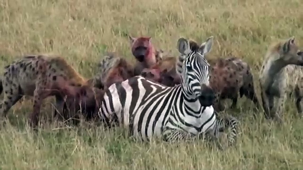 Pregnant Zebra attacked by hyenas, eating alive...! - video Dailymotion
