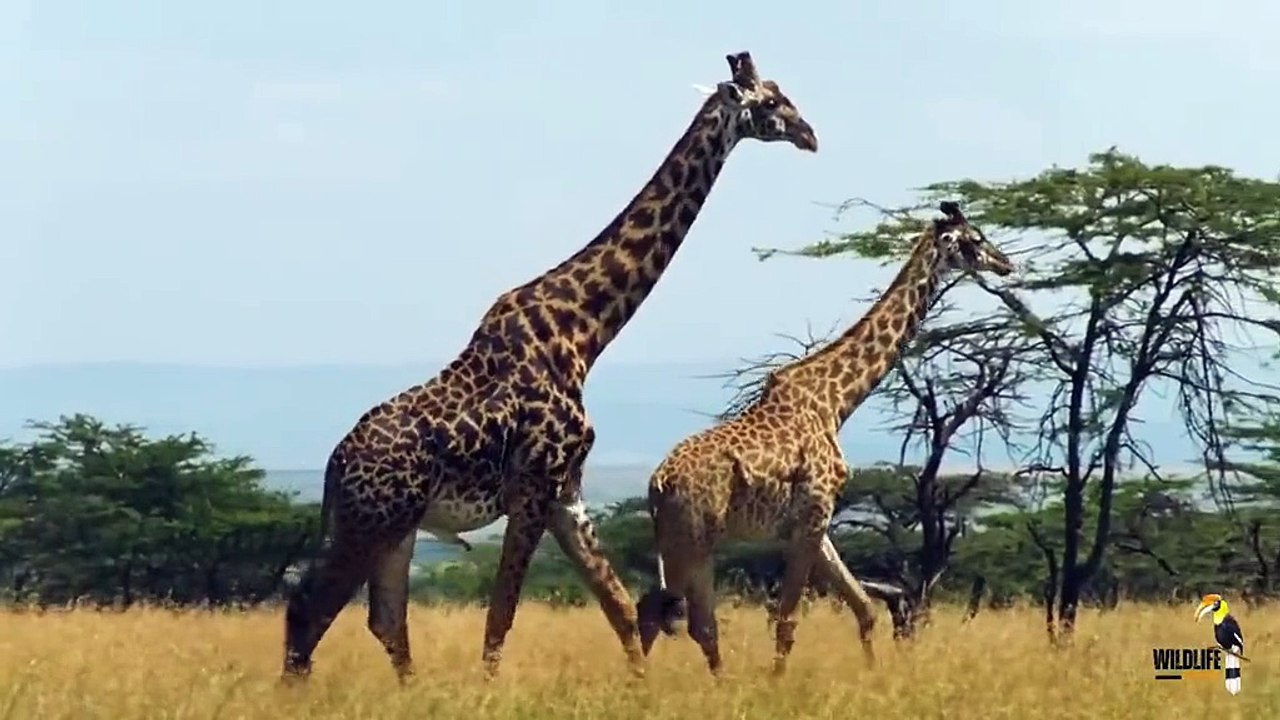 Zirafa Living life style |Wild life| #zirafa - video Dailymotion