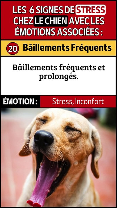Agressivité et Stress chez les Chiens : Comprendre les Réactions de ...