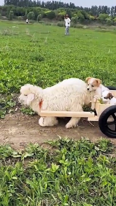 Sari Duniya ka bojh hum uthaen gy.... - video Dailymotion