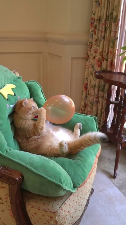 Cat beautiful cutty - video Dailymotion