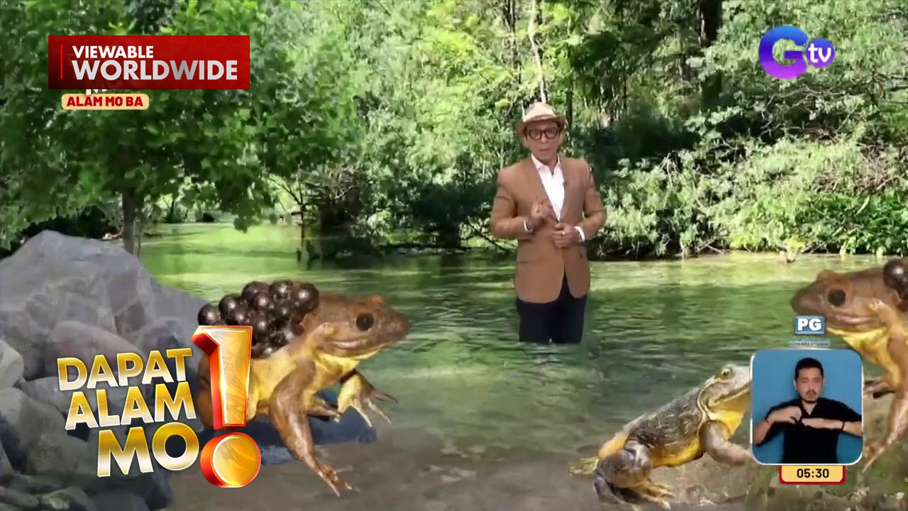 Isang uri ng palaka, may itlog sa likod?! | Dapat Alam Mo! - video ...