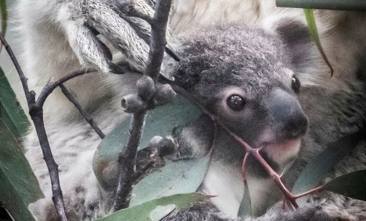 New baby koala at National Zoo and Aquarium - video Dailymotion