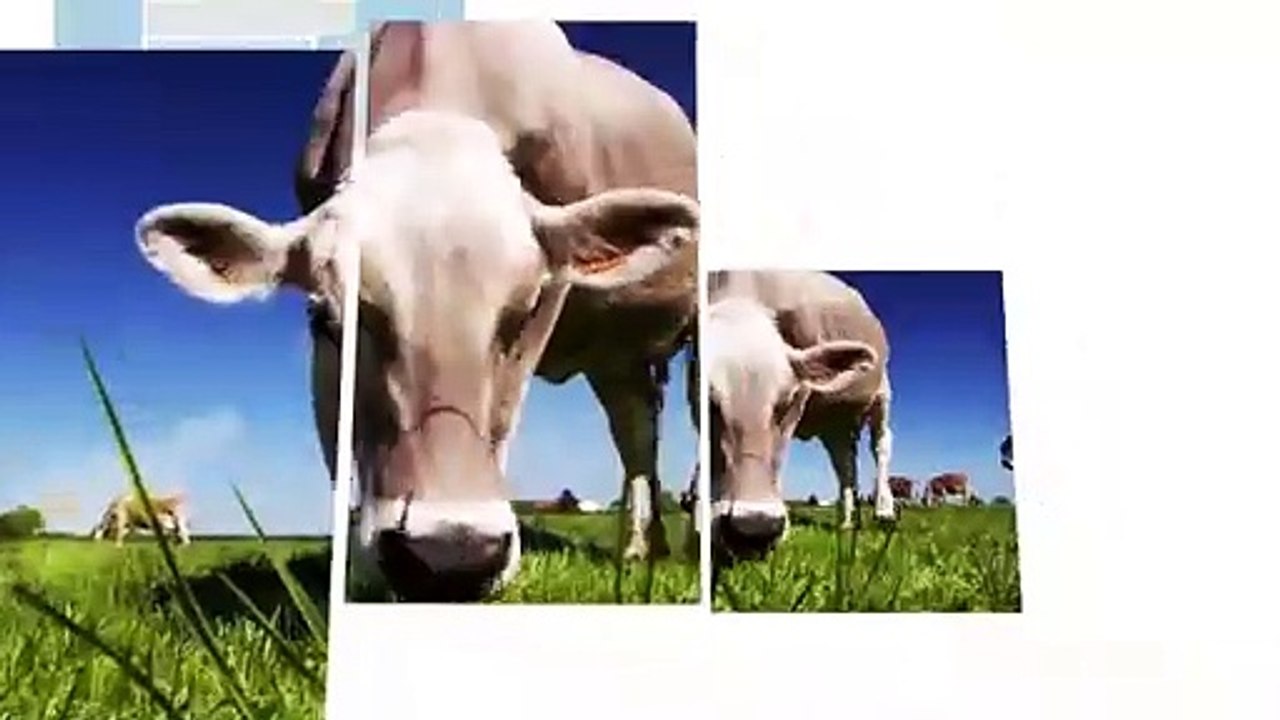 « 10 ou 50 000 vaches, c'est le même travail mais pas le même ...