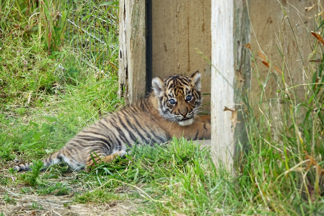 Tenby's Manor Wildlife Park welcomes the birth of a Sumatran - the ...