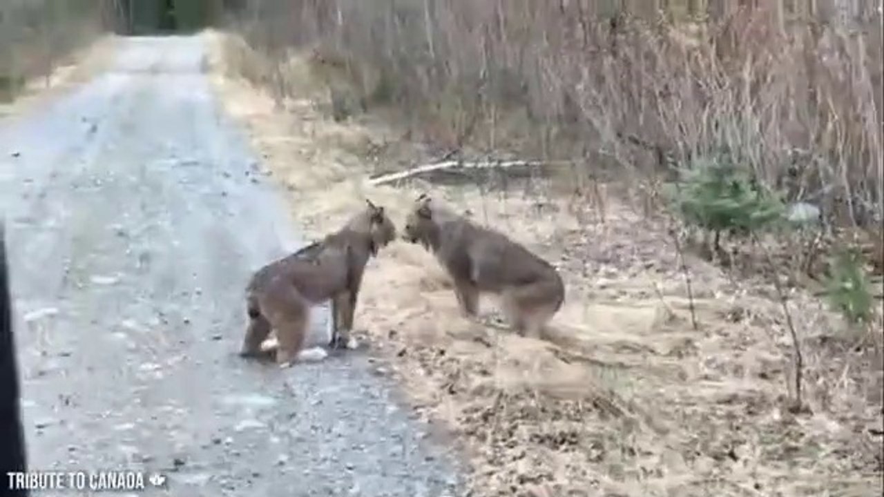 BEST_WILDLIFE_MOMENTS_IN_CANADA____Wildlife_Compilation - video Dailymotion