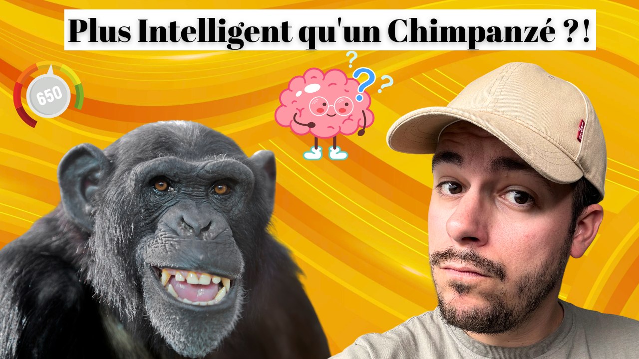 Suis je Plus Intelligent qu'un Chimpanzé ? Test du Chimpanzé sur Human ...