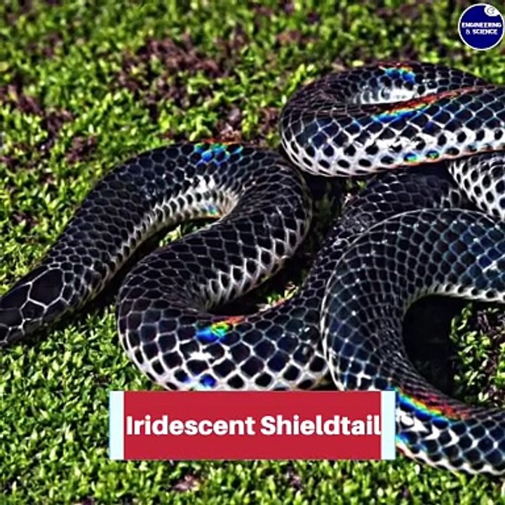 The world's most beautiful snakes - video Dailymotion