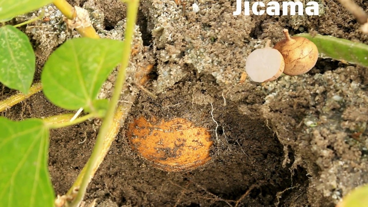 J is for Jicama Fun Alphabet Song for Kids Learn ABCs with Vegetables ...