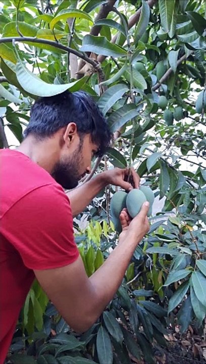 Spicy Raw Mango #asmr #food #fruit #dailymotion - video Dailymotion