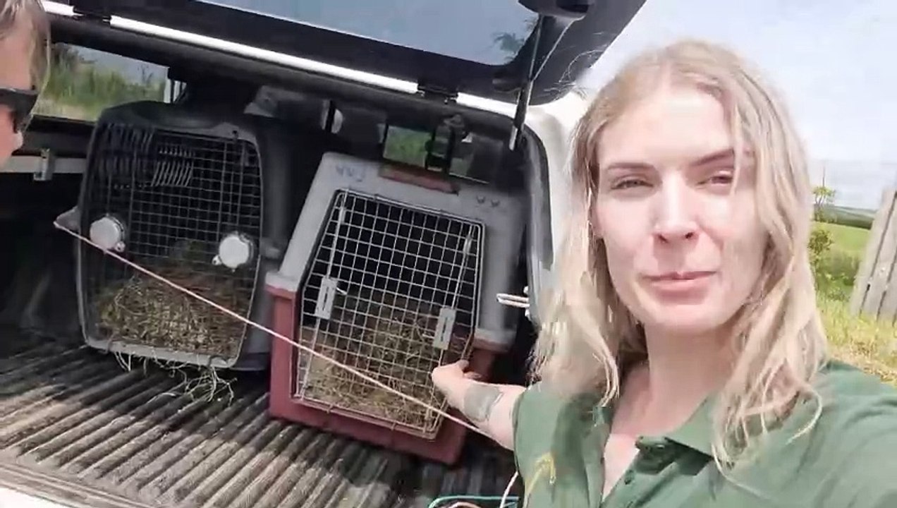 Meet the Prairie Dogs at Cannon Hall Farms - video Dailymotion