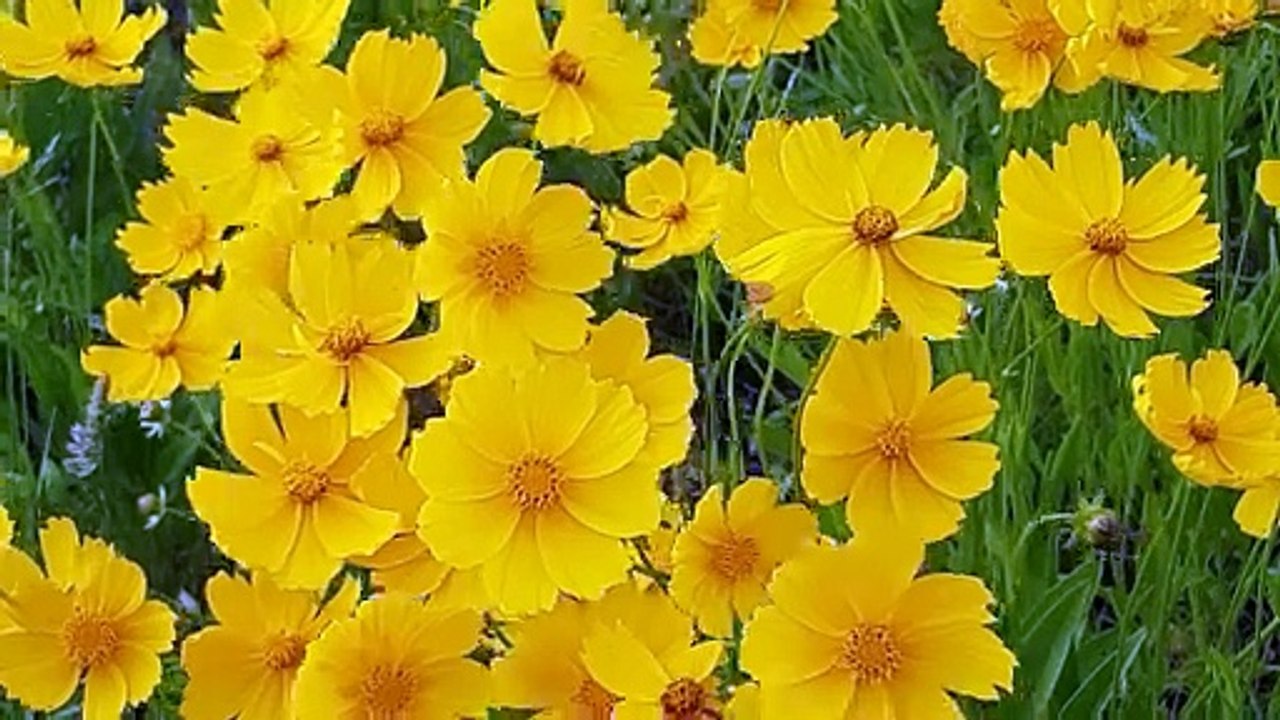 beautiful and blossomed flowers - video Dailymotion