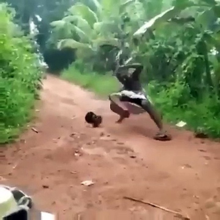 Paambu comedy video Funny snake video - video Dailymotion