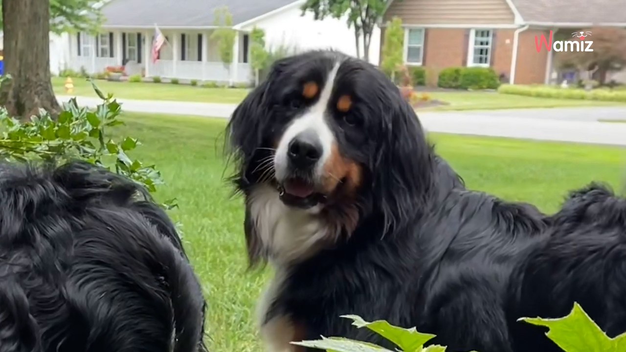 Le chien géant trouve un oisillon tombé dans le jardin : 48,2K ...