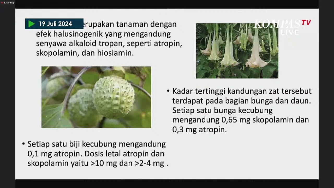 IDI Jelaskan Bahaya Konsumsi Kecubung, Gejala, hingga Pertolongan ...