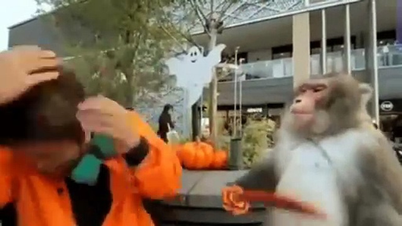 Monkey beating a guy - video Dailymotion