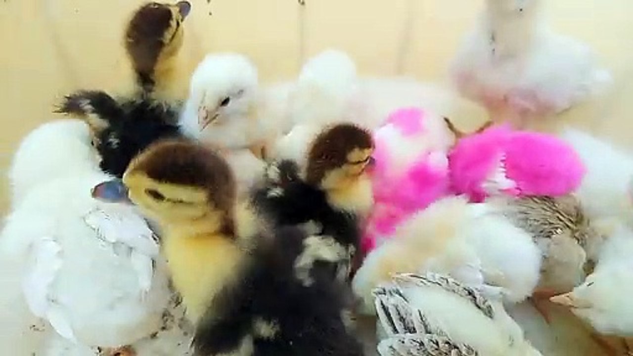 Many Colorful Chicks and Baby Ducks Sound Compilation 2024 || Chicks ...