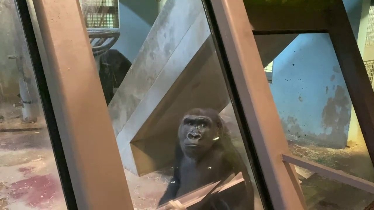 We look inside Bristol Zoo where the gorillas are still living almost two years after it closed ...