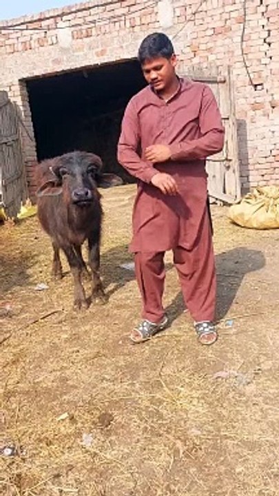 Real Love ️#arjun #loyal#love lo#animals #sultan #bull #cow #cow #bull ...