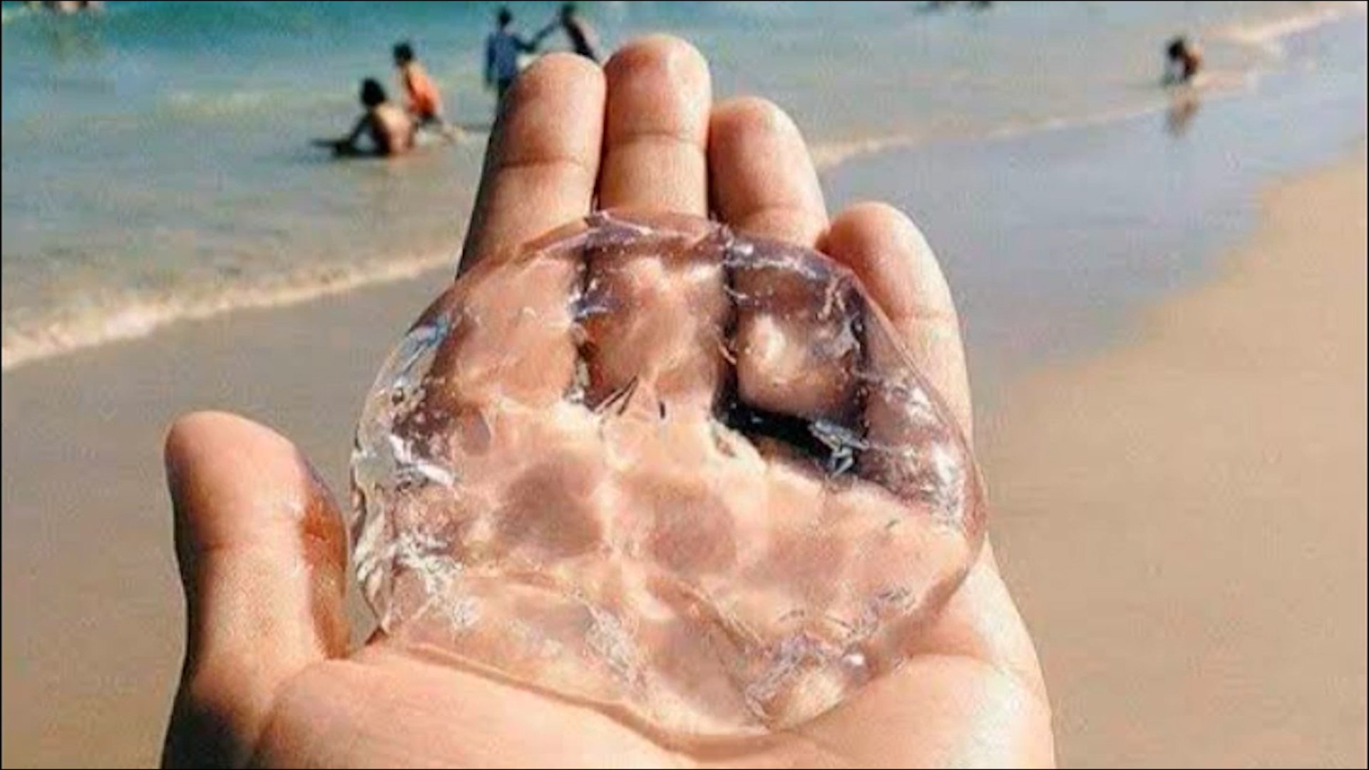Las salpas invaden las playas del Cantábrico: ¿qué son estos invertebrados? - EXPANSIONTV
