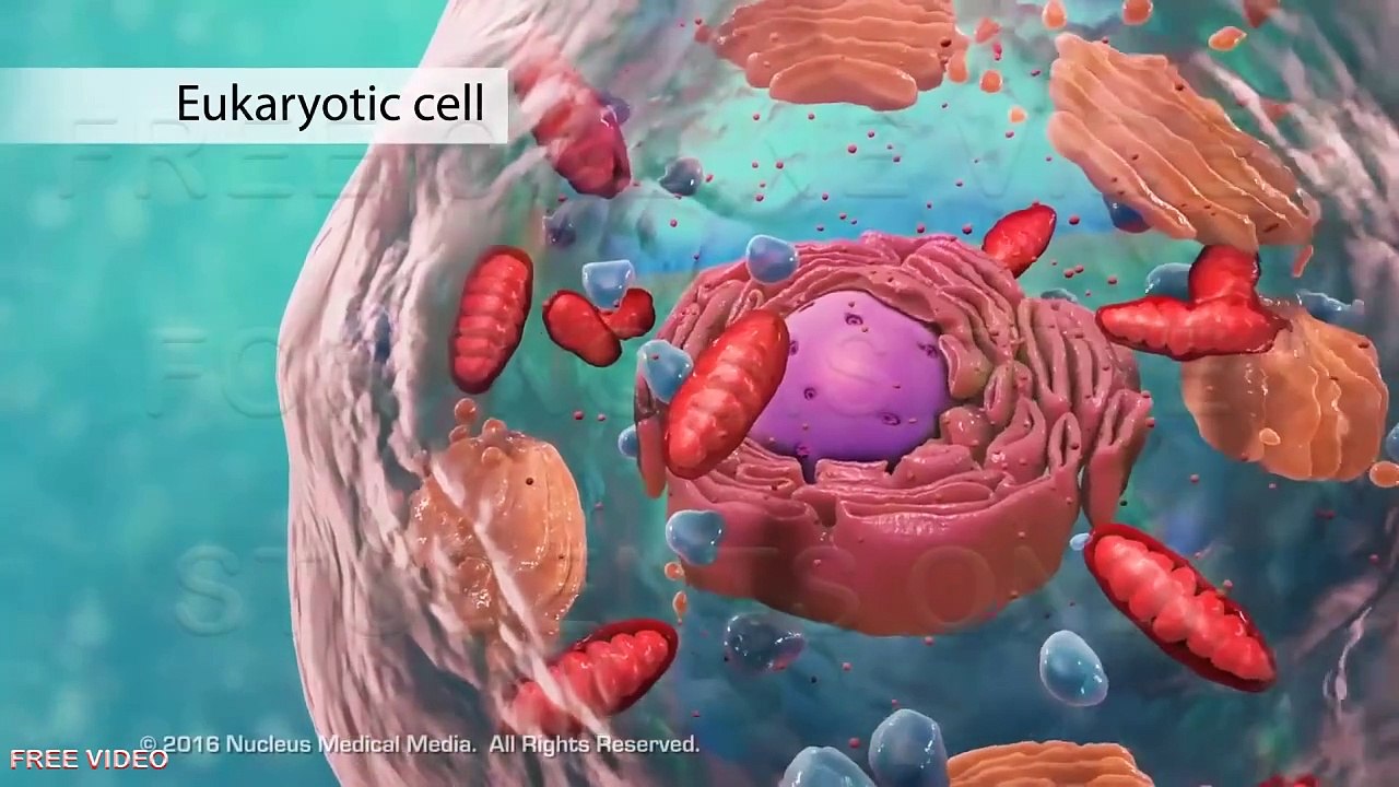 1. Overview of Cell Structure - video Dailymotion