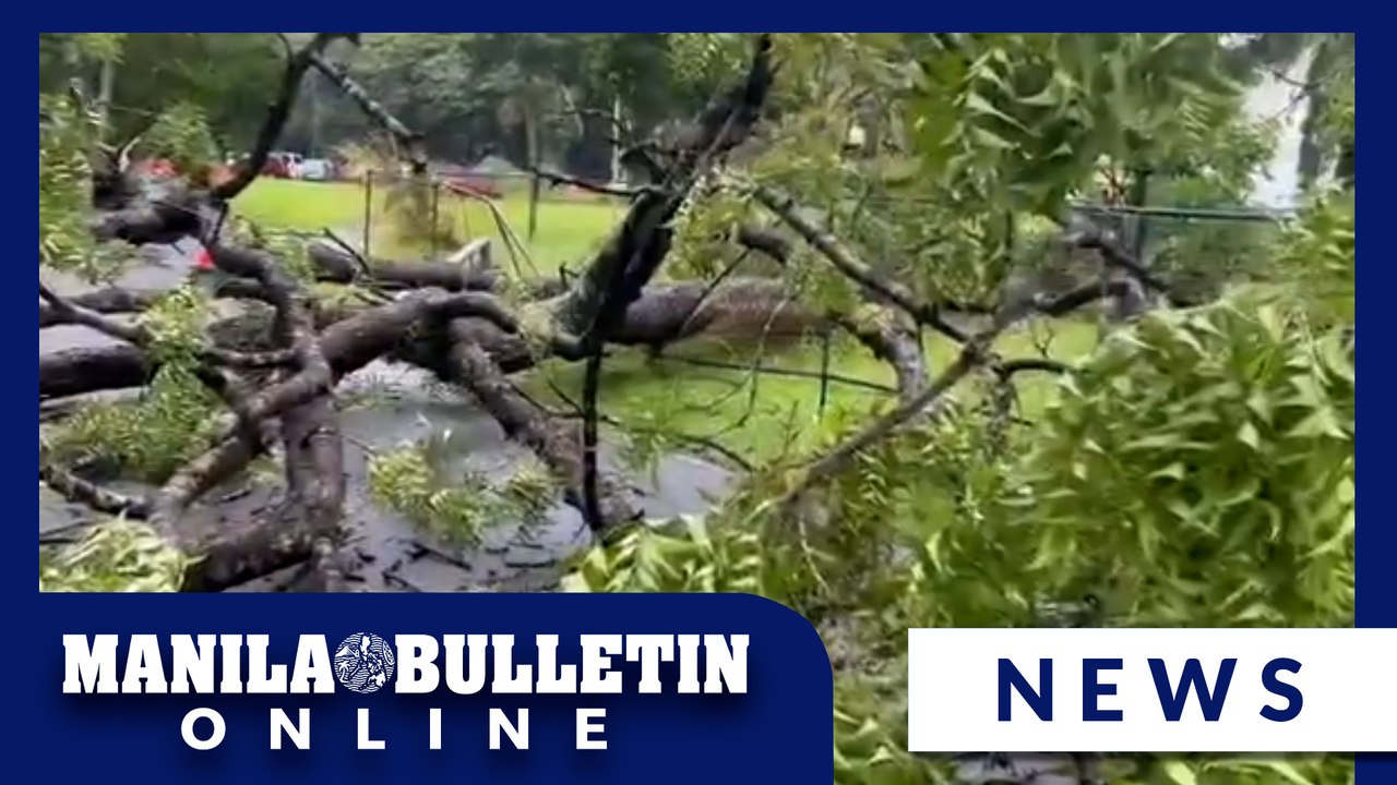 Large tree falls at Fernando Air Base in Lipa City due to enhanced ...