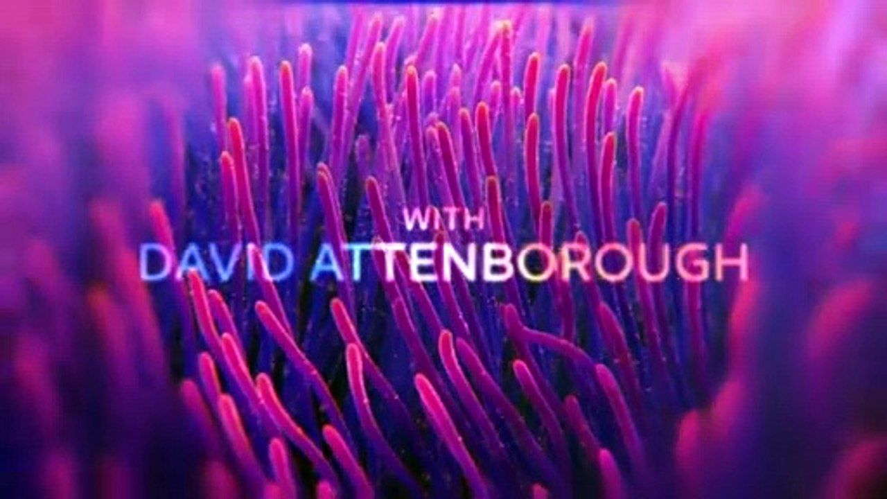 'Secret World of Sound with David Attenborough' - Tráiler oficial - Sky ...