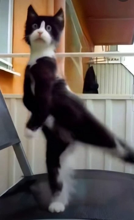 cute Cat dancing - video Dailymotion